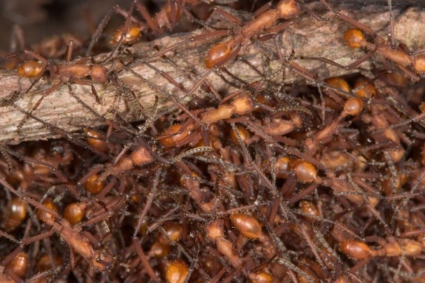 Army Ant Week Post #1 | Nature Closeups Army Ant Week Post #1 | Nature Closeups