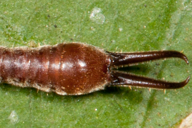 Earwig with a Clubbed Abdomen : Nature Closeups
