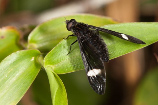 Black Fly with White Bands on Wings | Nature Closeups