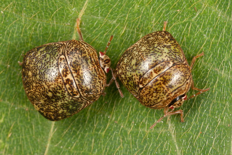 Globular Stink Bug Invasive : Nature Closeups