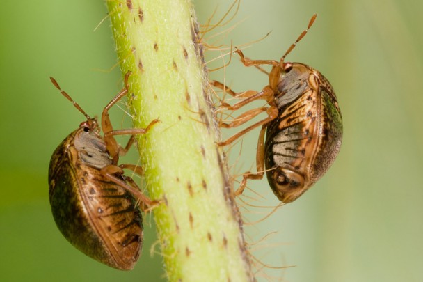 Globular Stink Bug Invasive : Nature Closeups