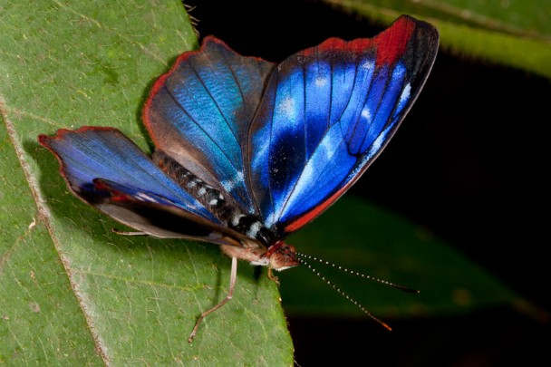 Colorful Butterfly : Nature Closeups