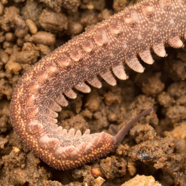 More Velvet Worm Photos : Nature Closeups