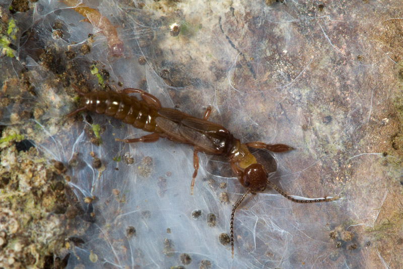Taxa Order Embioptera : Nature Closeups