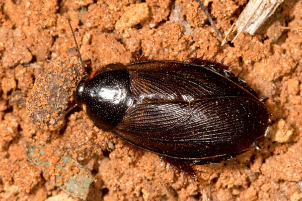 Subjects Cockroaches : Nature Closeups