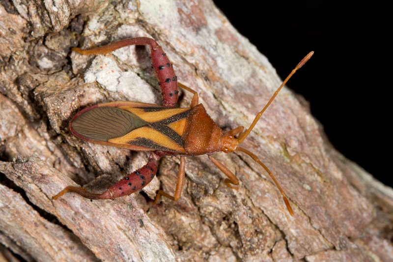 Subjects Leaf-footed Bugs : Nature Closeups