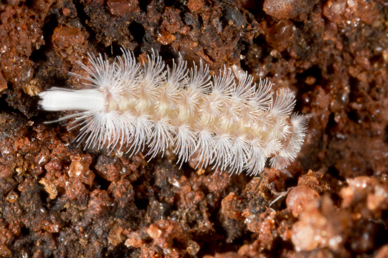 Polyxenid Millipede : Nature Closeups
