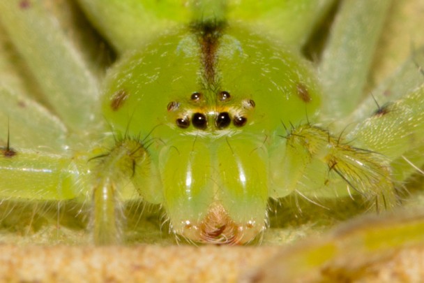 Green Huntsman Spider | Nature Closeups