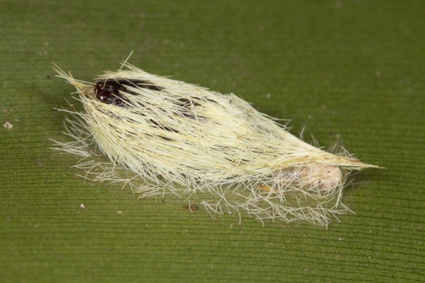 Hairy Cocoons : Nature Closeups